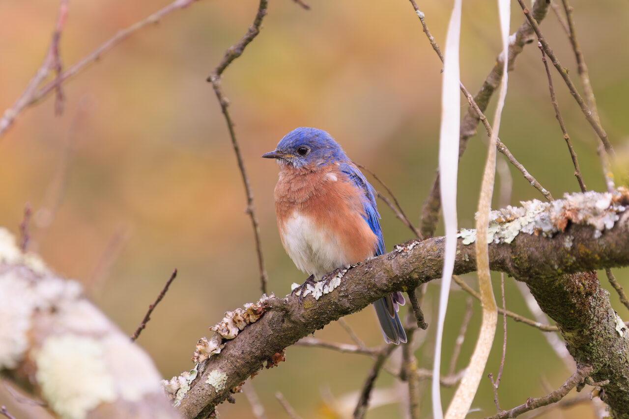 A Bluebird Day at the Meadowlark Botanical Gardens – Roving Sun